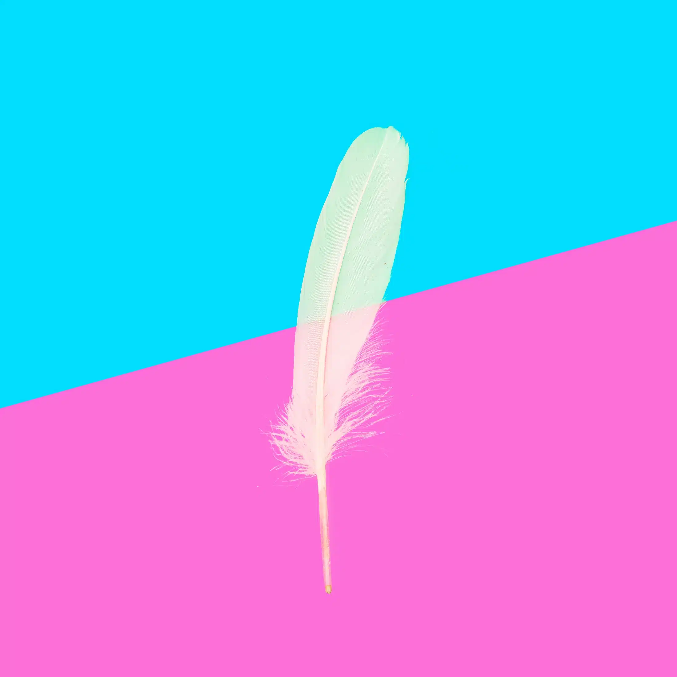 Comprendre le fonctionnement de la plume sur Photoshop